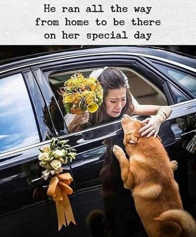 dogs love weddings | That Happened | Know Your Meme