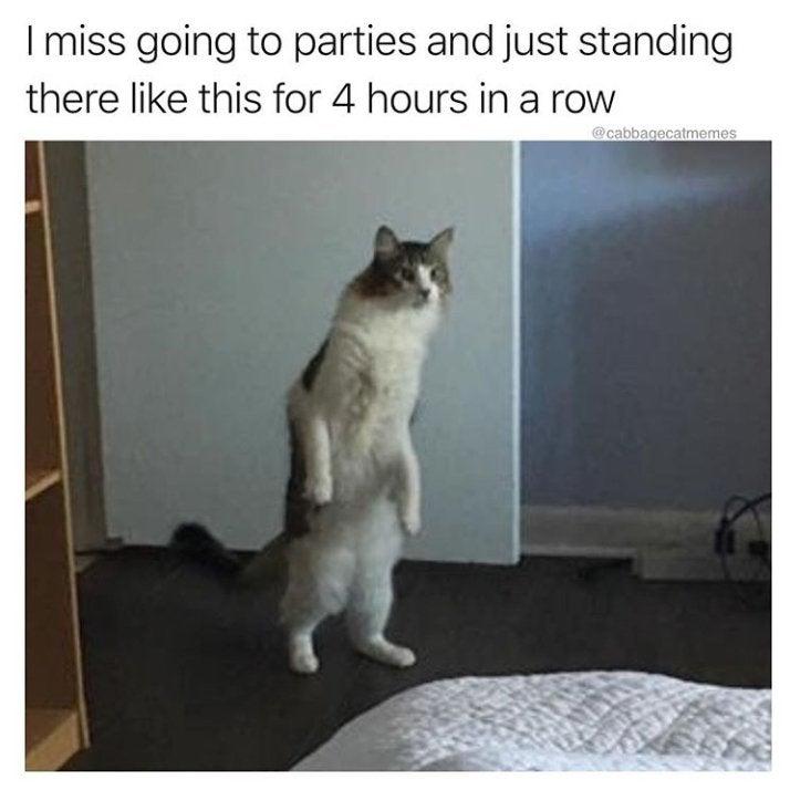 parties | Cats | Know Your Meme