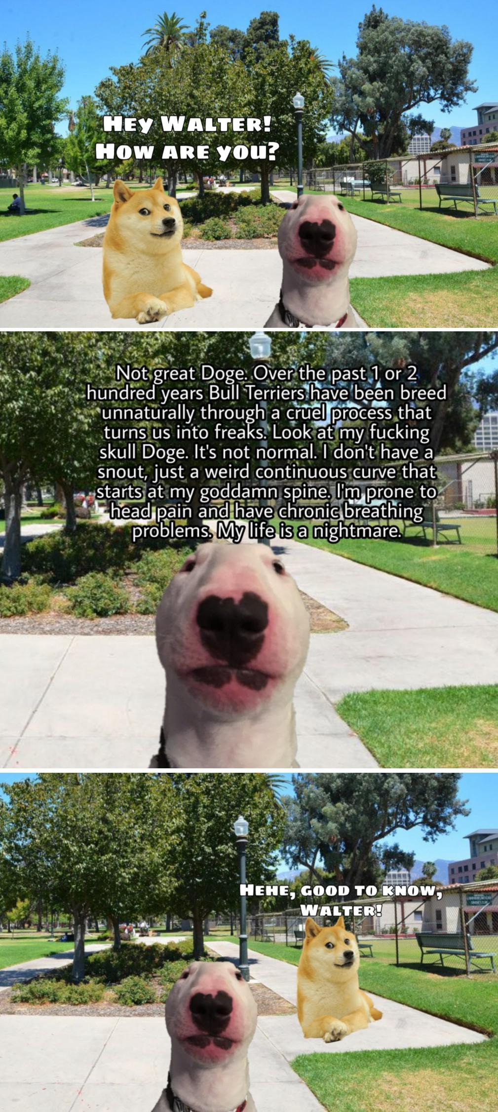 Le inhumane breeding practices have arrived | Nelson the Bull Terrier ...