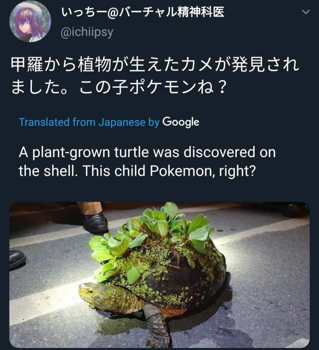 IRL Torterra | Pokémon | Know Your Meme