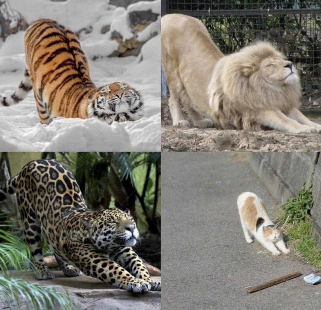 Stretch | Cats | Know Your Meme
