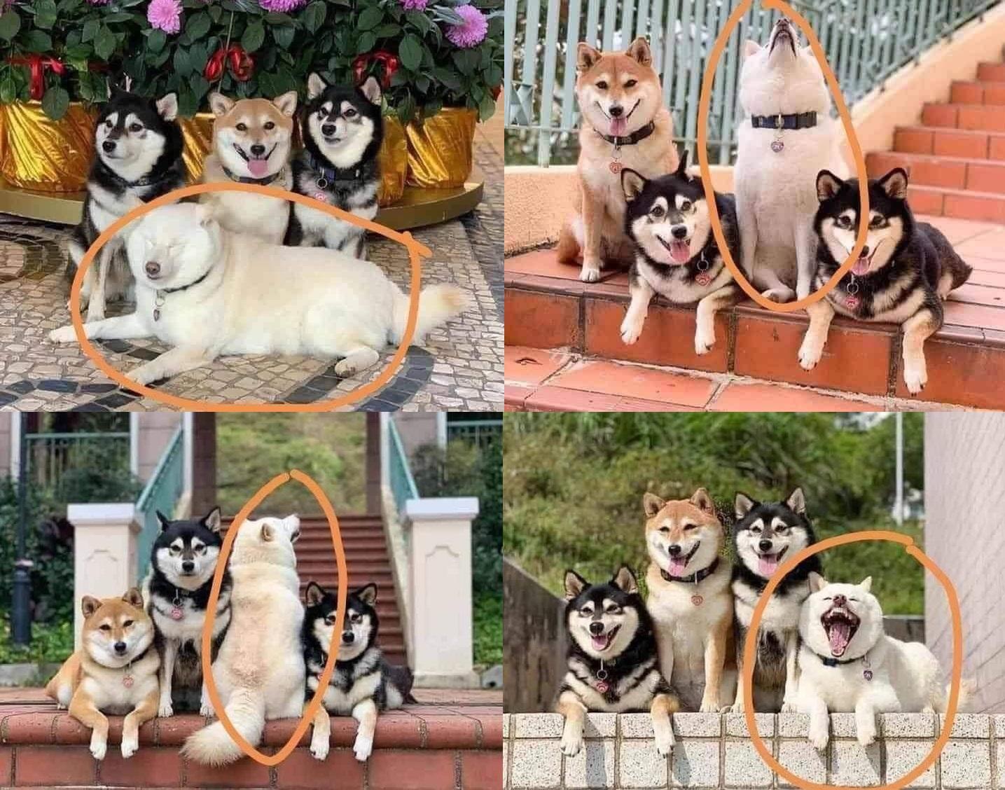 stop it doggo | Dogs | Know Your Meme