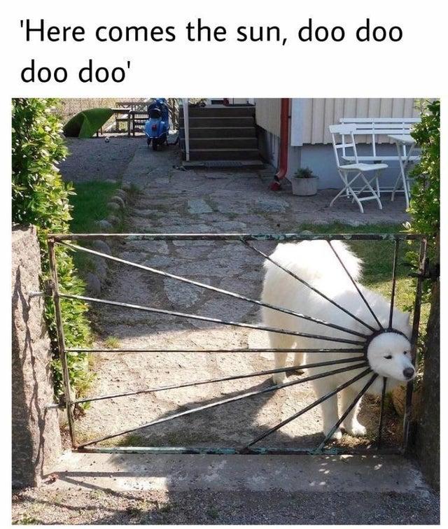here comes the sun | Dogs | Know Your Meme