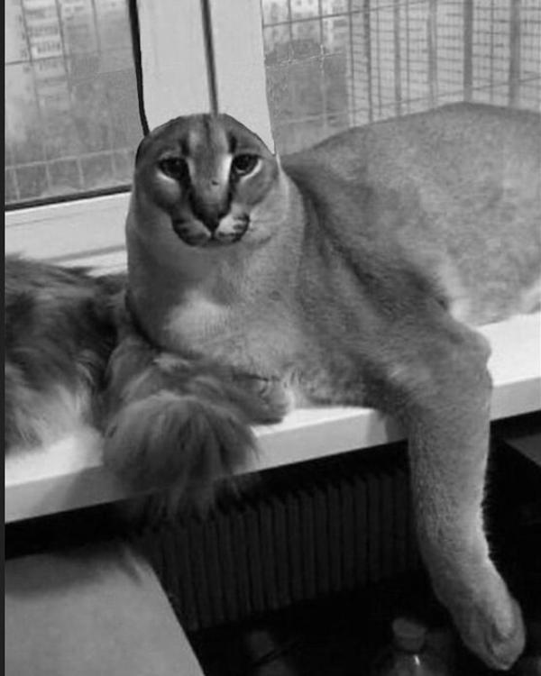 Big Floppa Black and White | Big Floppa | Know Your Meme