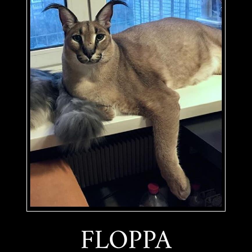 FLOPPA | Big Floppa | Know Your Meme