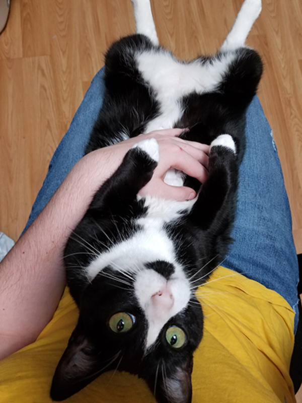 Inkky chillin | Screaming Cat | Know Your Meme