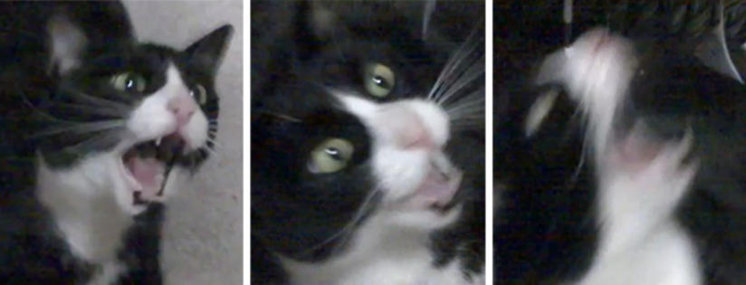 Inkky original photos from Screaming Cat Meme | Screaming Cat | Know ...