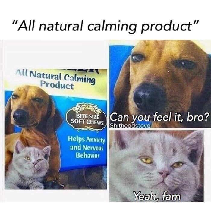 high animals | Animals | Know Your Meme