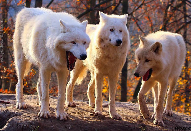 Origin unedited Version Laughing Wolves Know Your Meme
