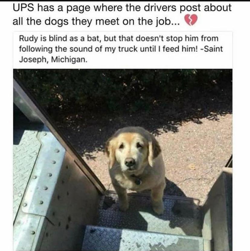 UPS | Dogs | Know Your Meme