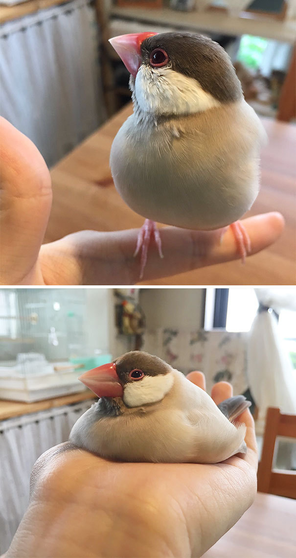 pet bird sits down on hand | Birds | Know Your Meme