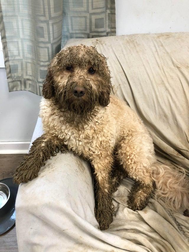 mud puddles | Dogs | Know Your Meme
