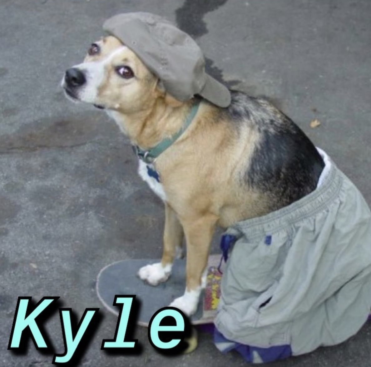 Kyle Dog | What Animal You Are | Know Your Meme