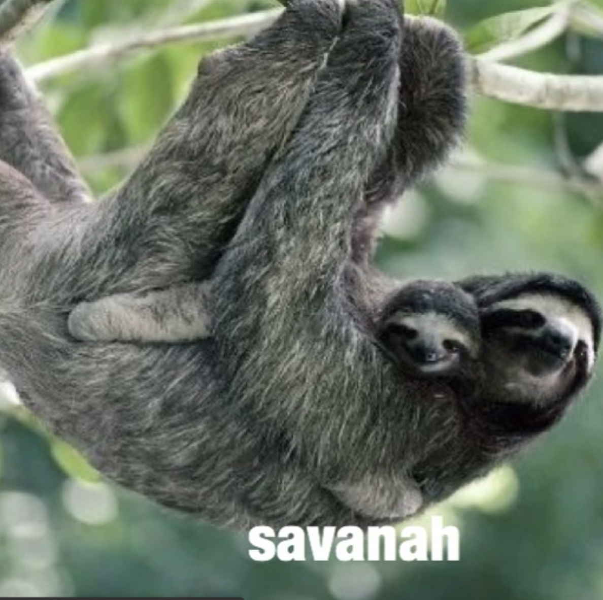 savanah | What Animal You Are | Know Your Meme