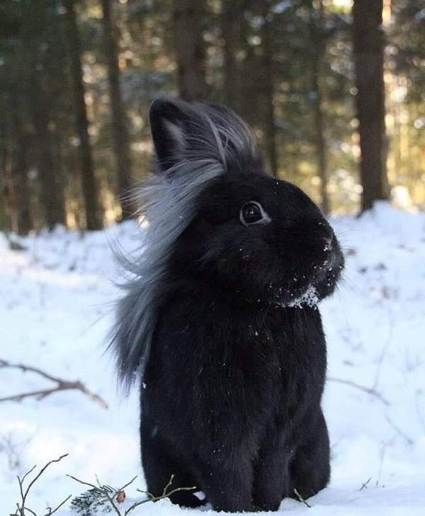 goth bunny | Rabbits | Know Your Meme