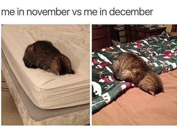 november vs. december | Cats | Know Your Meme