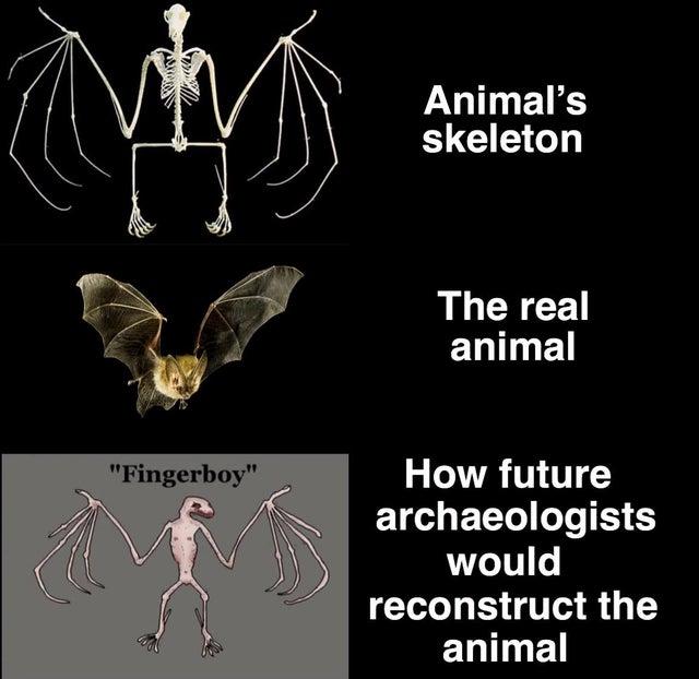 fingerboy | How Aliens Would Reconstruct The Animal | Know Your Meme