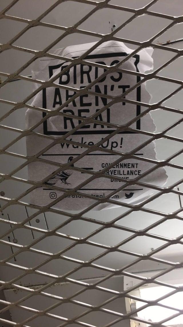 left in ceiling | Birds Aren't Real | Know Your Meme