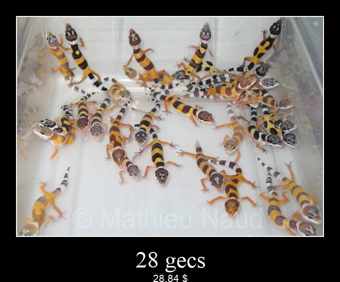 28gecs | 100 gecs | Know Your Meme