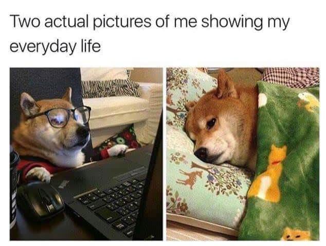 everyday life | Dogs | Know Your Meme