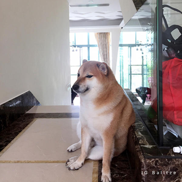 Balltze Cheems original photo | Cheems | Know Your Meme