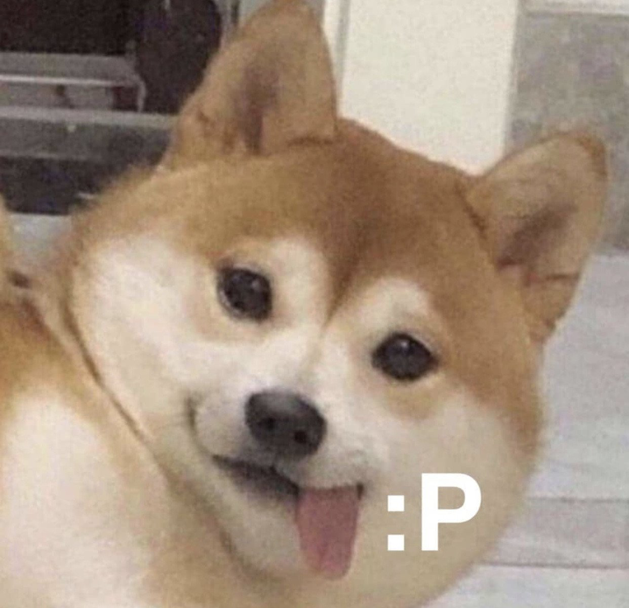 :P shiba inu dog | Dogs | Know Your Meme