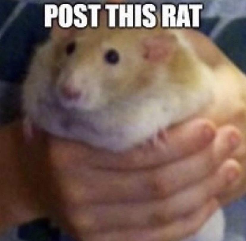 Post this rat | Post This X | Know Your Meme