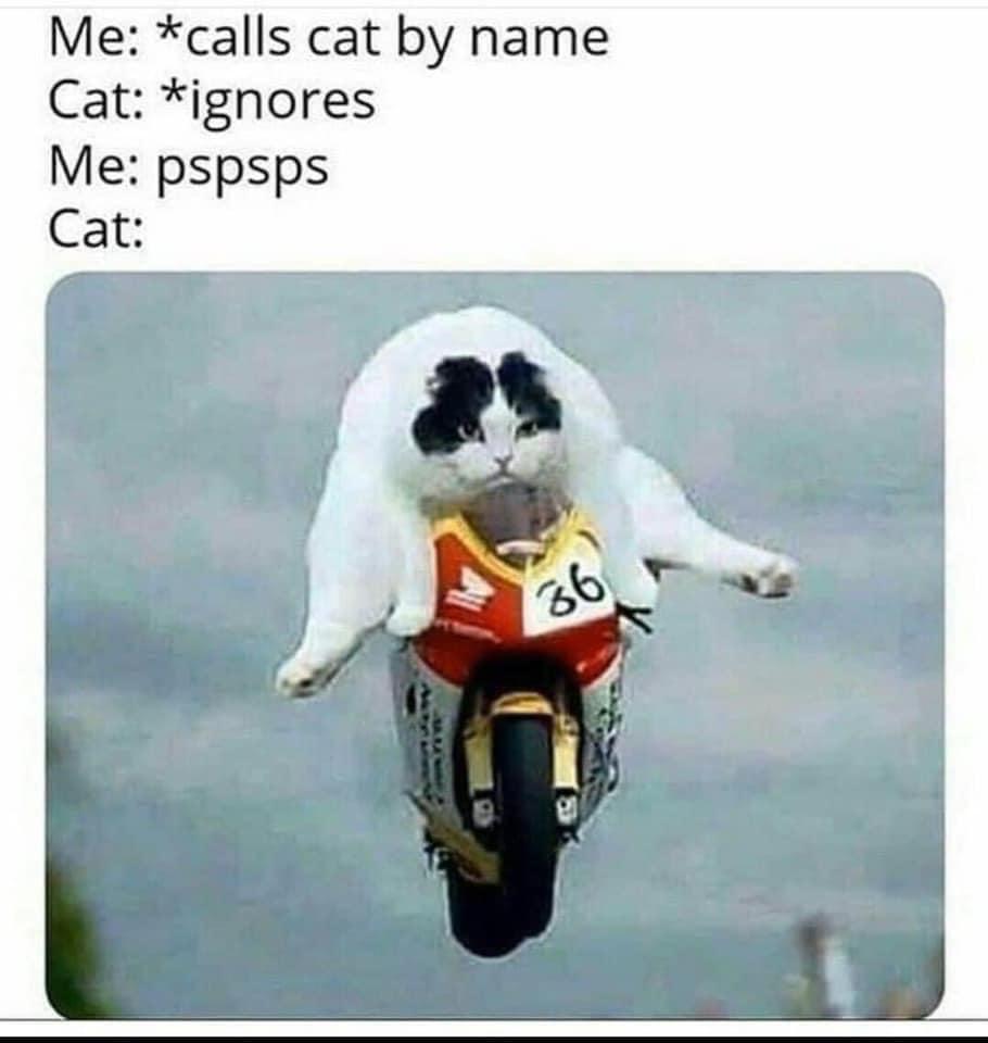 flying cat | Pspspsps | Know Your Meme