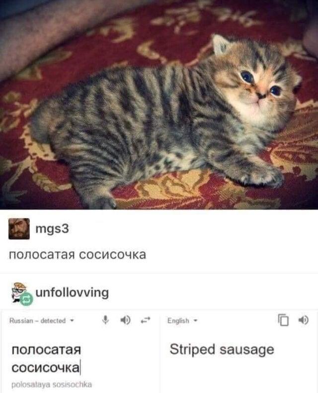 striped sausage | Cats | Know Your Meme