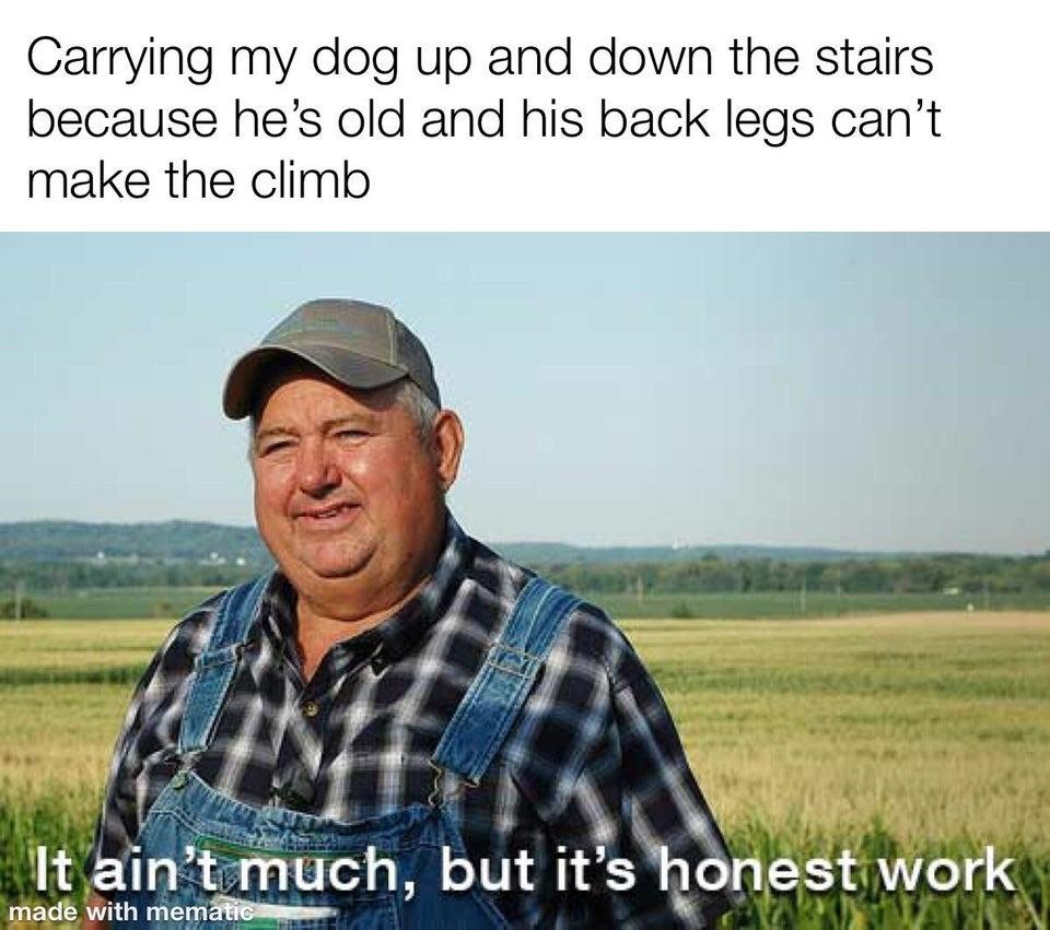 helping older dog | Wholesome Memes | Know Your Meme