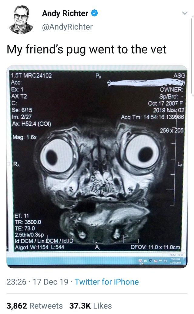 pug x-ray | Dogs | Know Your Meme