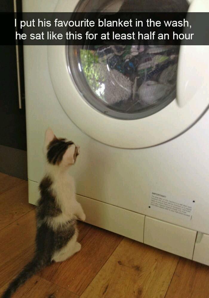 Cute cat watches favorite blanket get washed | Cats | Know Your Meme