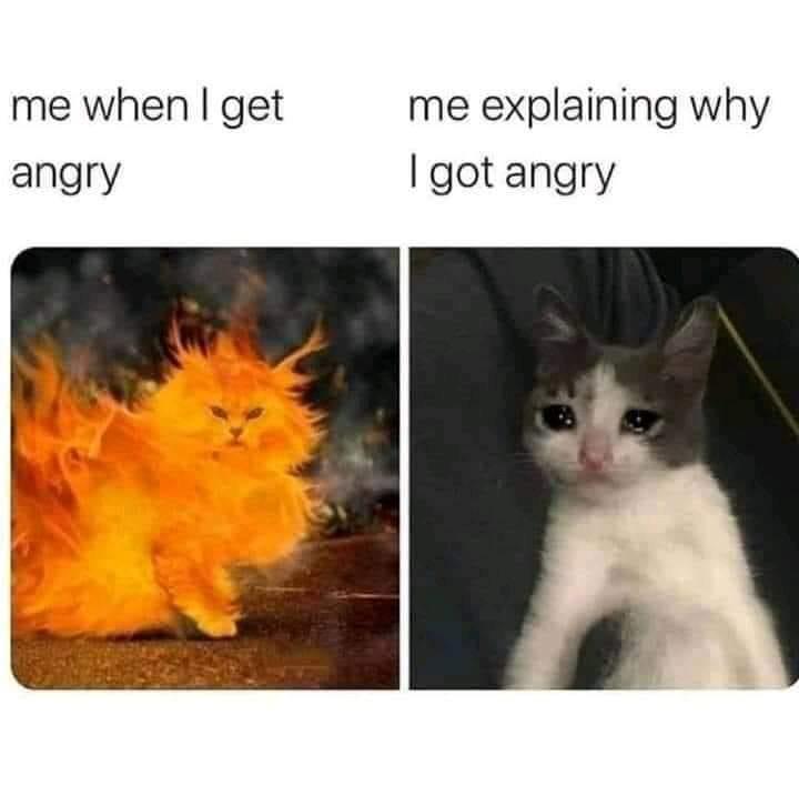 angry | Cats | Know Your Meme