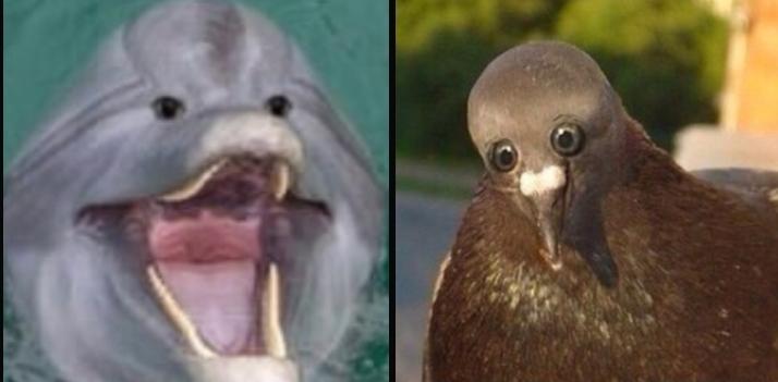 forward facing animals | Animals | Know Your Meme