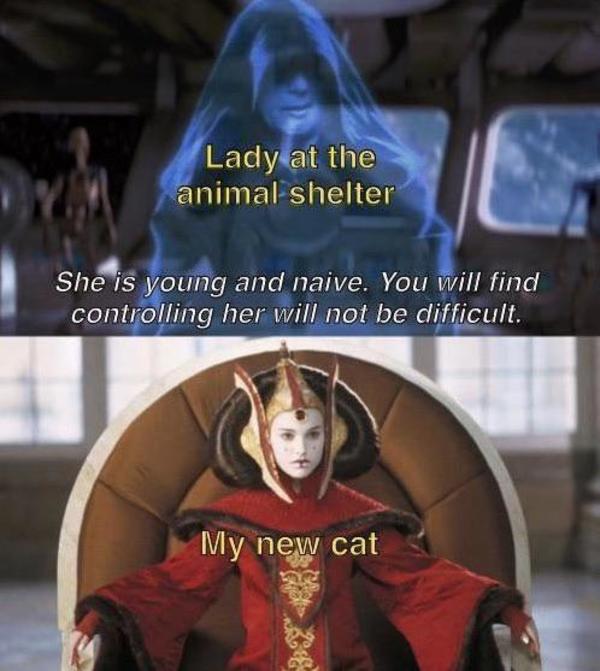 adopting a cat | Prequel Memes | Know Your Meme