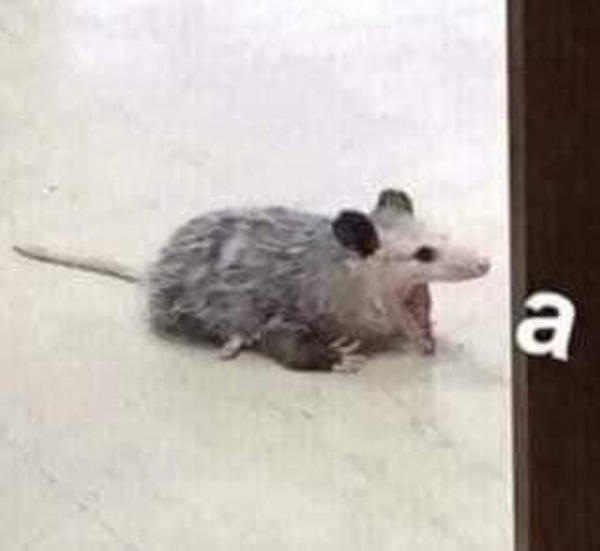 Possum "A" | A (Alphabet) | Know Your Meme