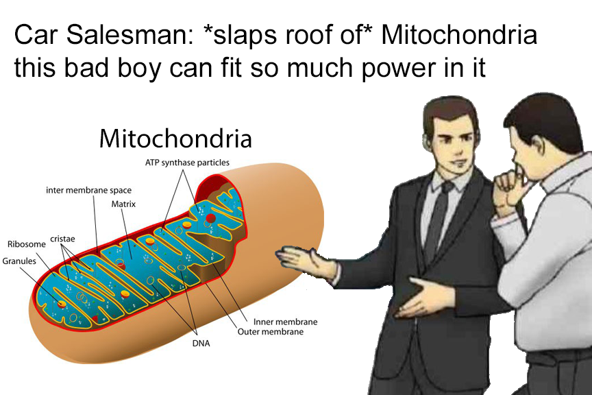 slaps roof | "Mitochondria is the Powerhouse of the Cell" | Know Your Meme