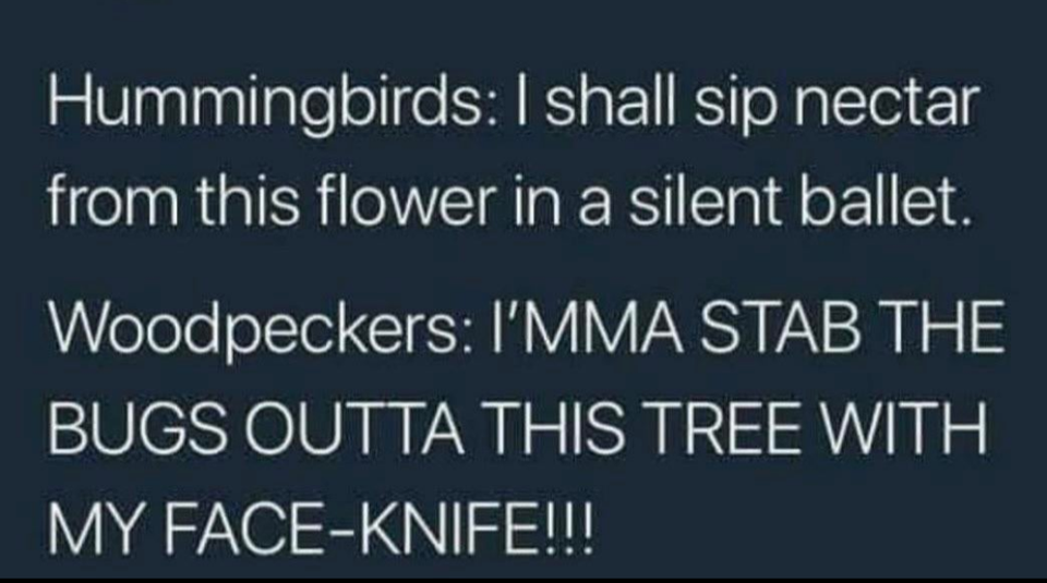 hummingbirds and woodpeckers | Birds | Know Your Meme