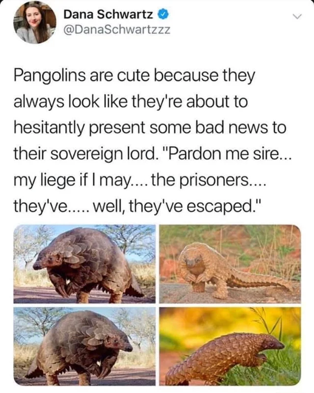 Pangolins | Animals | Know Your Meme