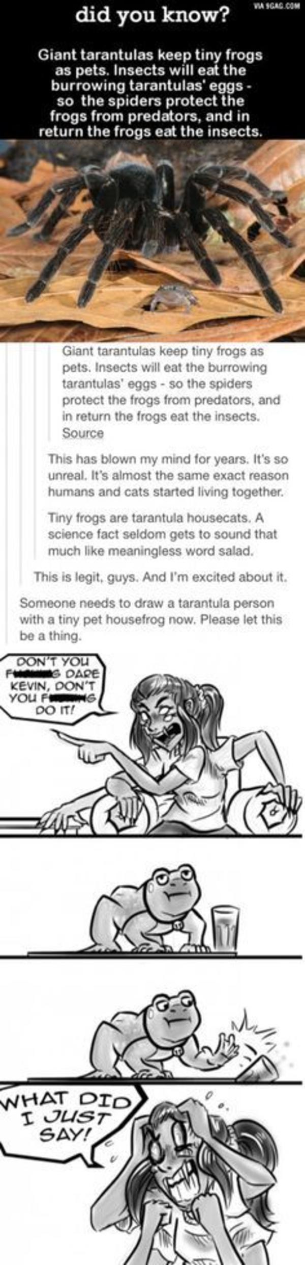 Pet the frog | Frogs | Know Your Meme