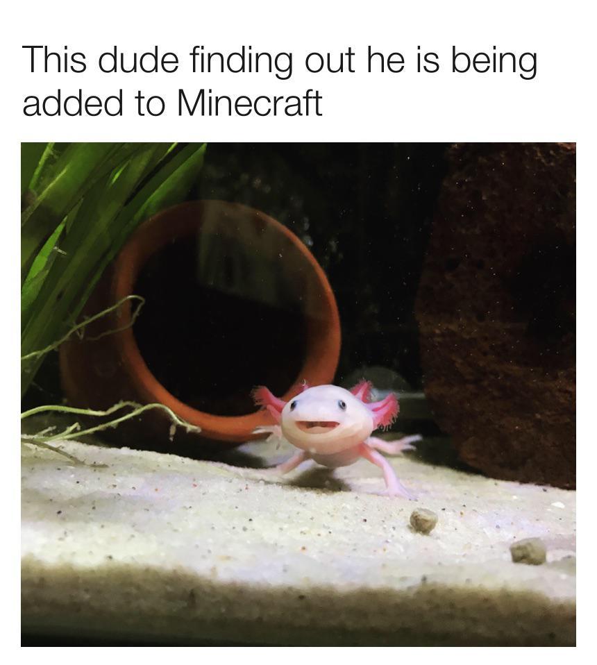Axolotl time | /r/memes | Axolotl | Know Your Meme