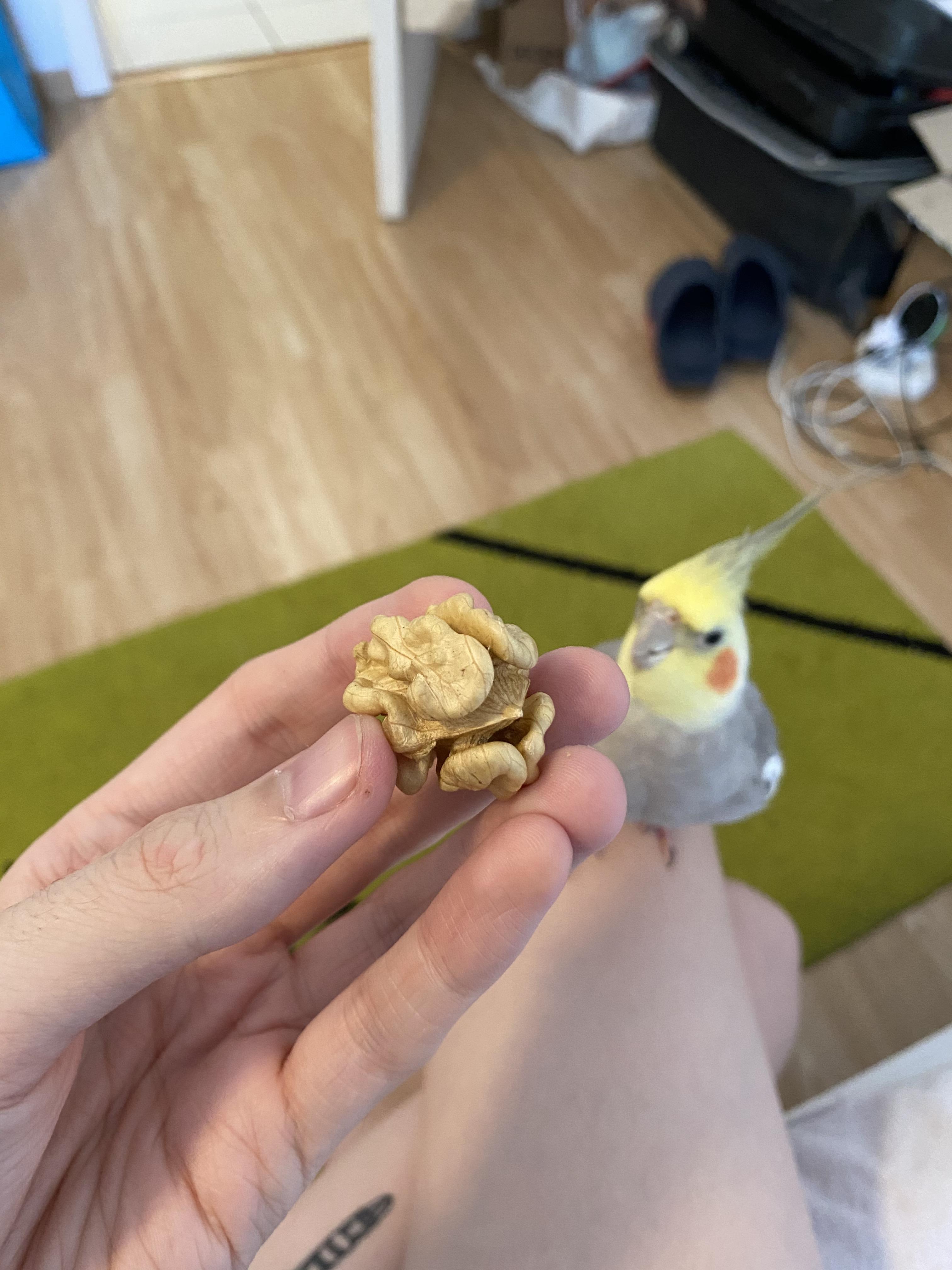 I managed to remove a walnut in its entirely from its shell | /r ...