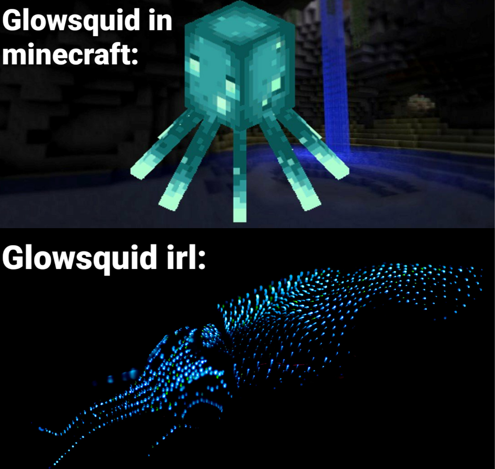 The glowsquid in minecraft is based on the firefly squid irl | /r ...