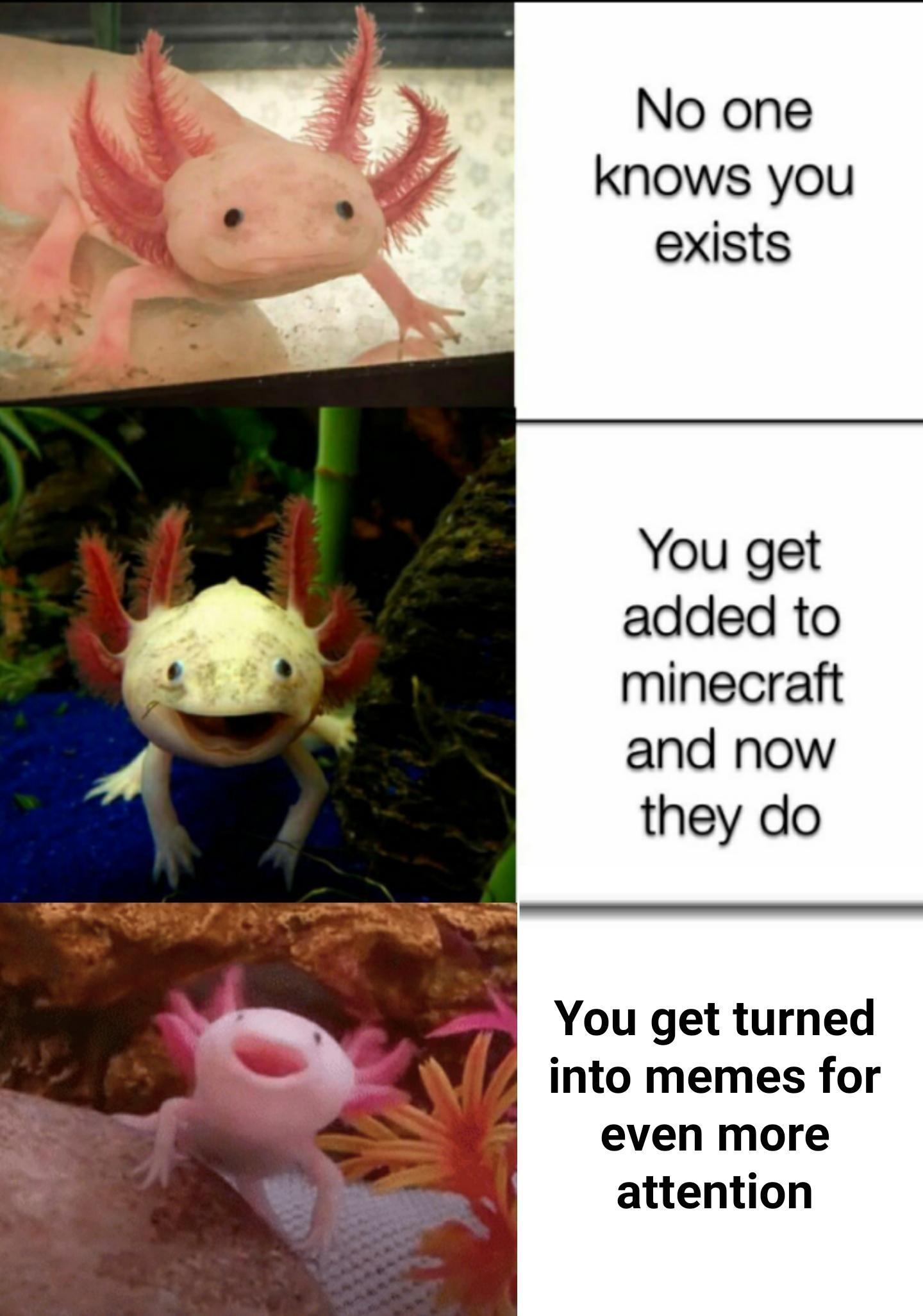 Axolotl | /r/dankmemes | Axolotl | Know Your Meme