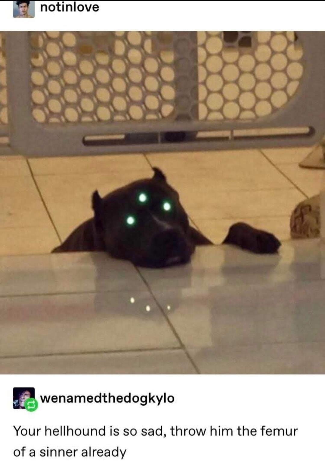 Your Pet Hellhound | Tumblr | Know Your Meme