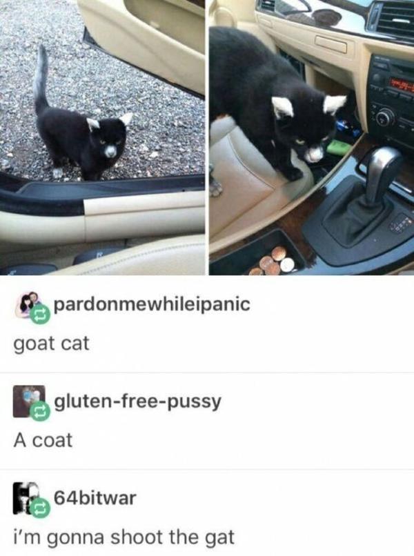 is a Coat | Cats | Know Your Meme