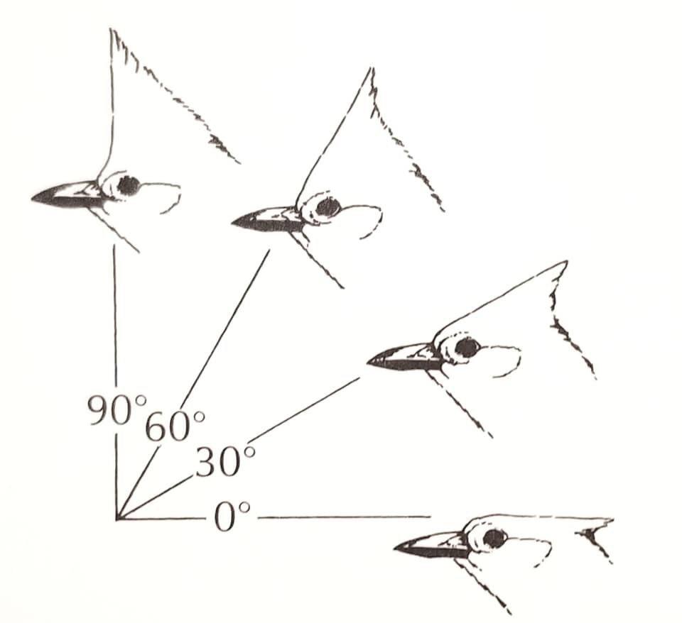 90 Degree Bird | Science Diagrams That Look Like Shitposts | Know Your Meme