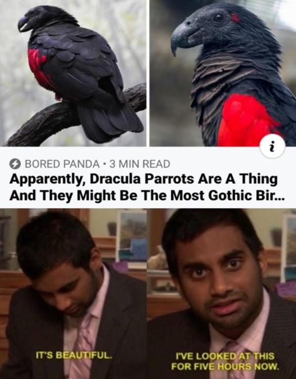 Scandalous raven | Birds | Know Your Meme