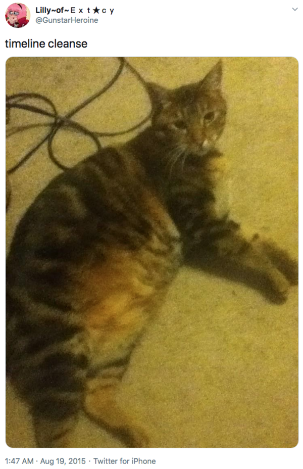 Cat 1 | Timeline Cleanse | Know Your Meme