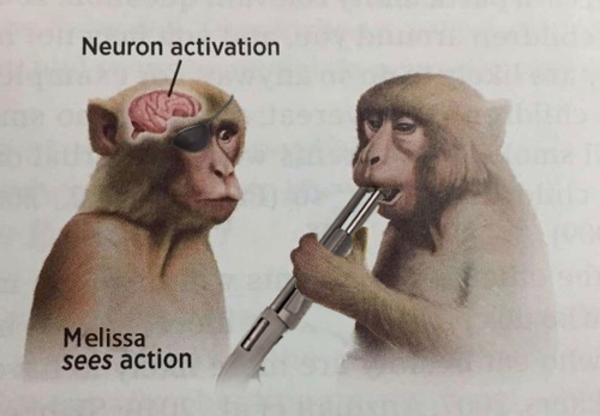 Melissa Sees Action | Monkey Sees Action / Neuron Activation | Know ...
